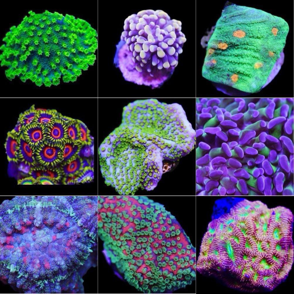 FRAG PACKS – Reef-freaks