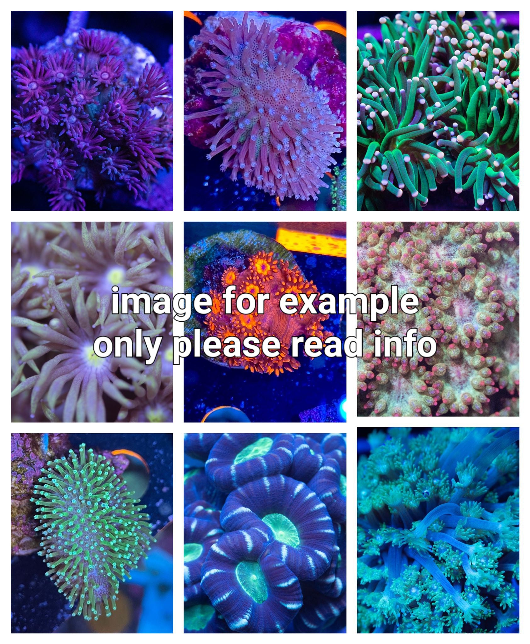 Frag packs LPS / SPS / SOFT – Reef-freaks